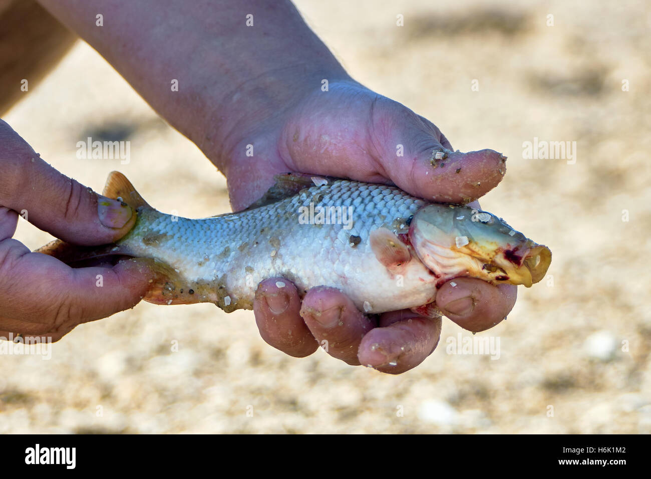 Pesce di piccola taglia immagini e fotografie stock ad alta risoluzione ...