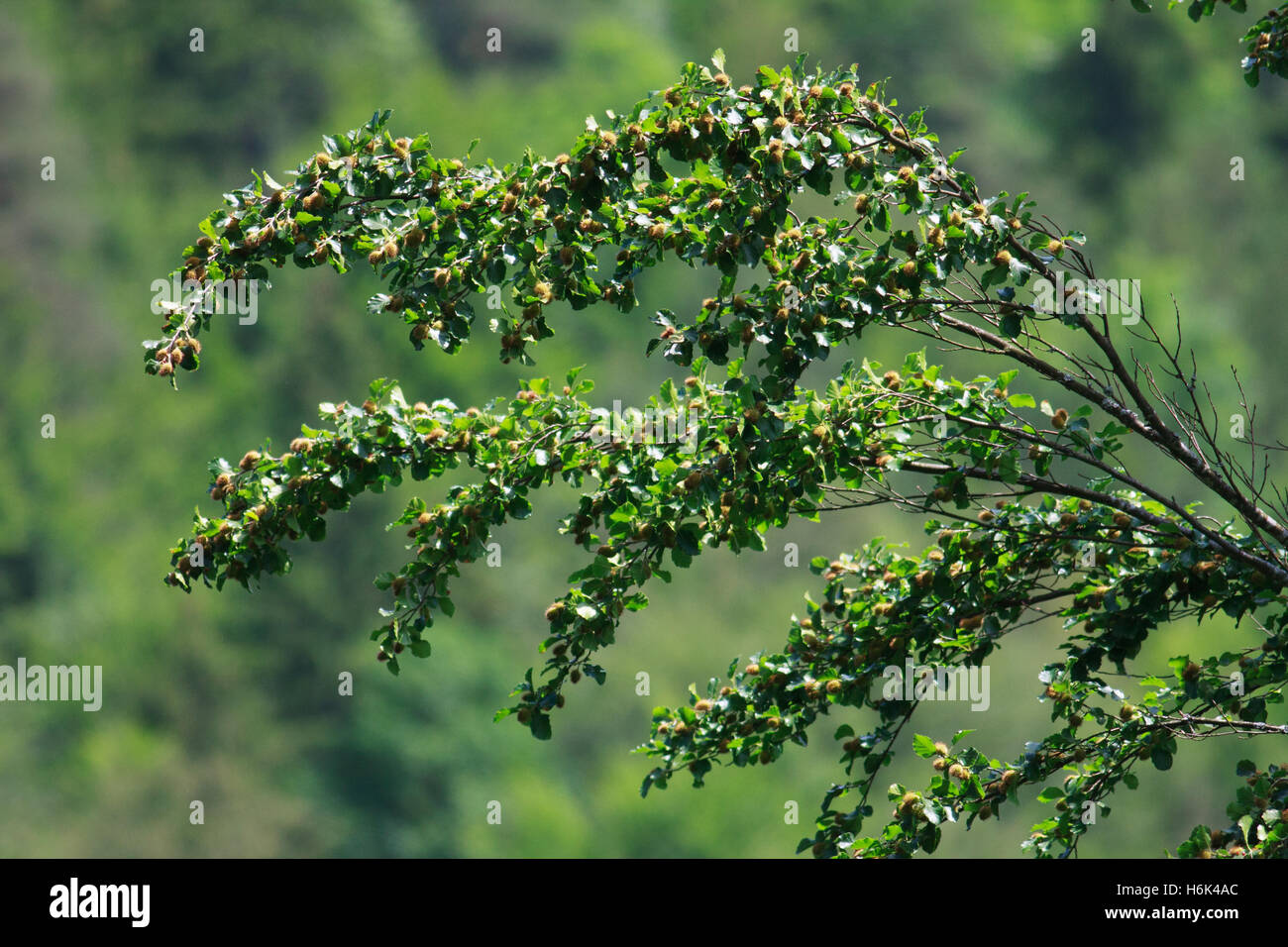 Faggio europeo buk lesny piante descrizionefagus sylvatica immagini e ...