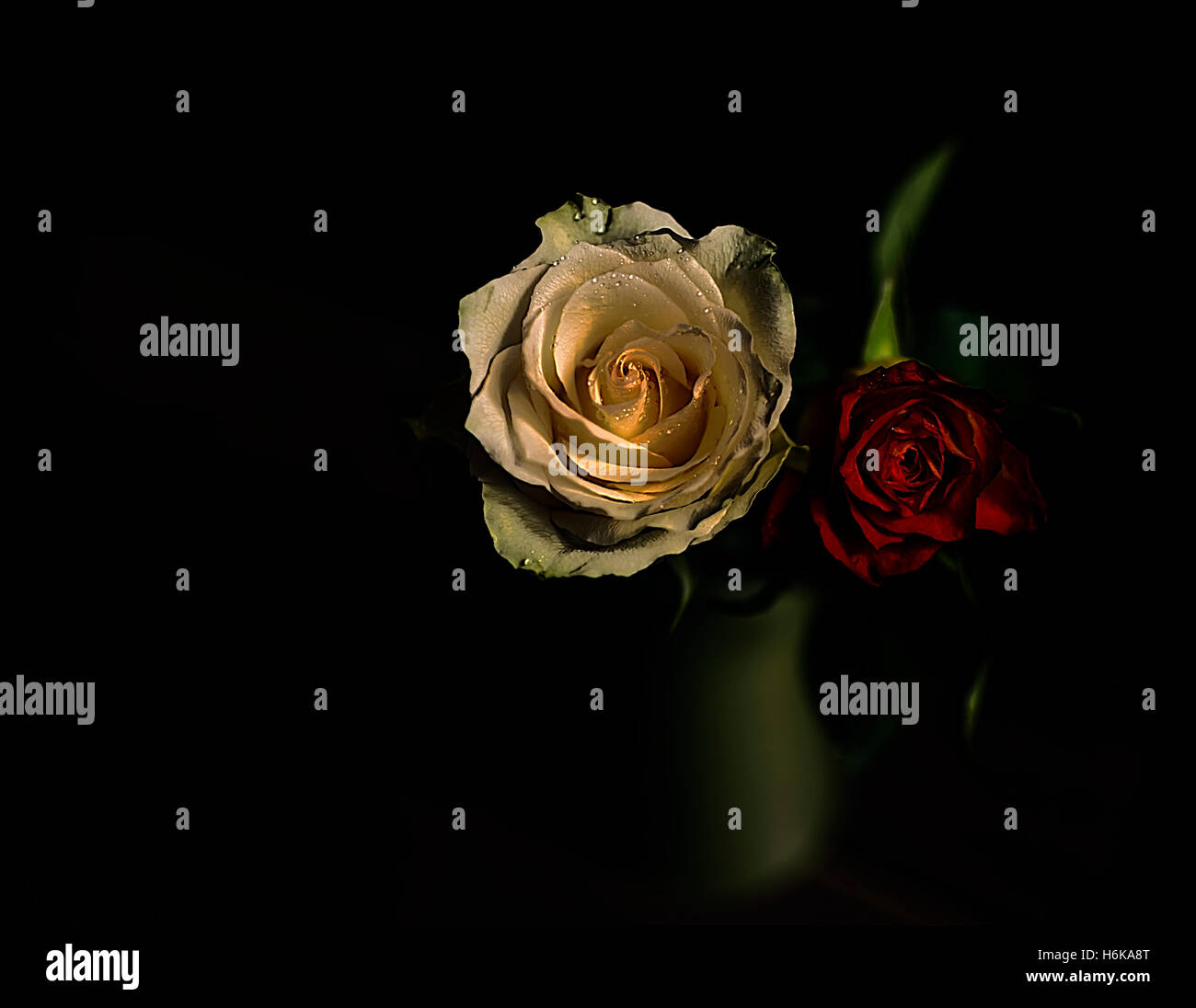 Rosa rossa e bianca immagini e fotografie stock ad alta risoluzione - Alamy