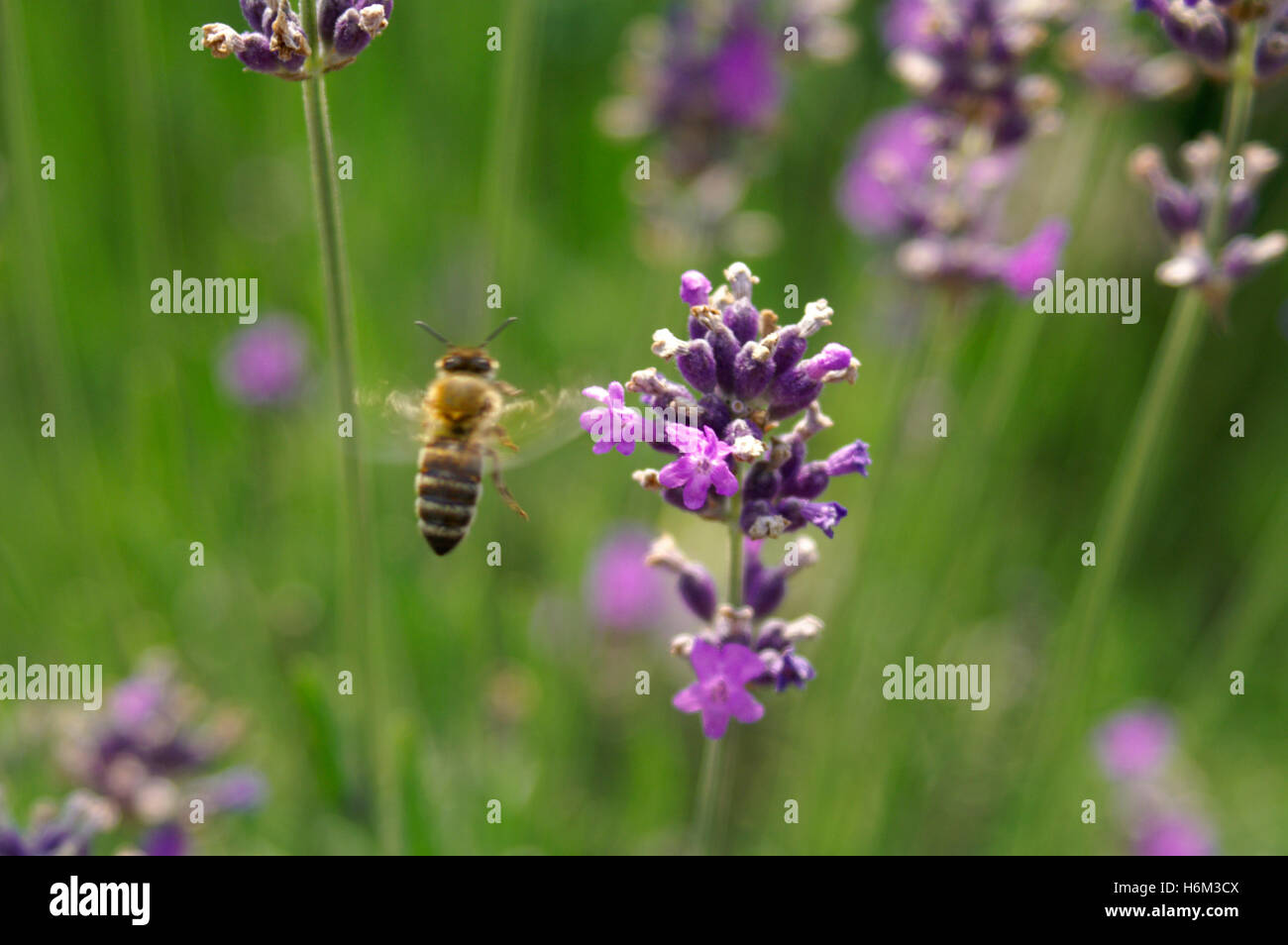 Ape in volo immagini e fotografie stock ad alta risoluzione - Alamy