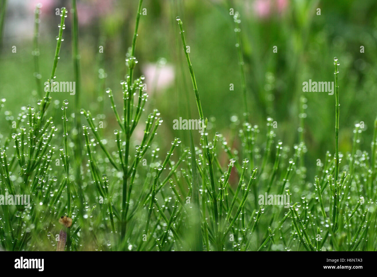 Piante di equiseto immagini e fotografie stock ad alta risoluzione - Alamy