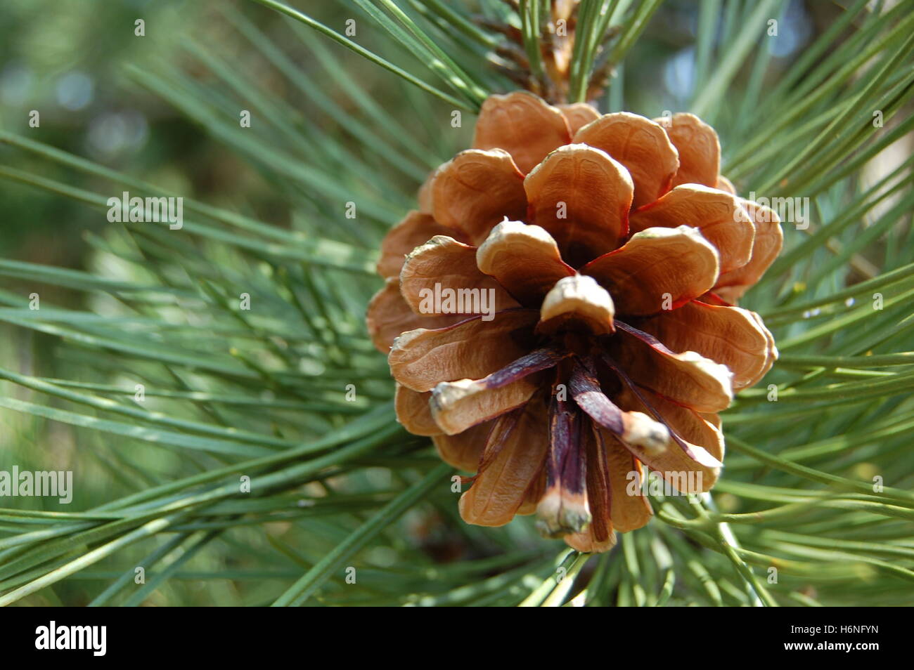 Foreste di pini immagini e fotografie stock ad alta risoluzione - Alamy