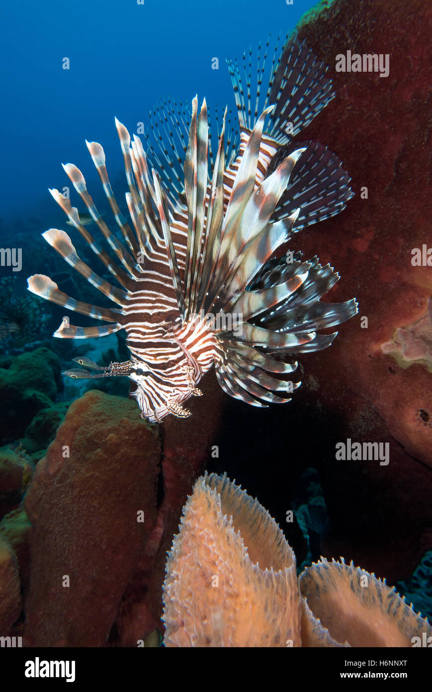 Pesce leone immagini e fotografie stock ad alta risoluzione - Alamy