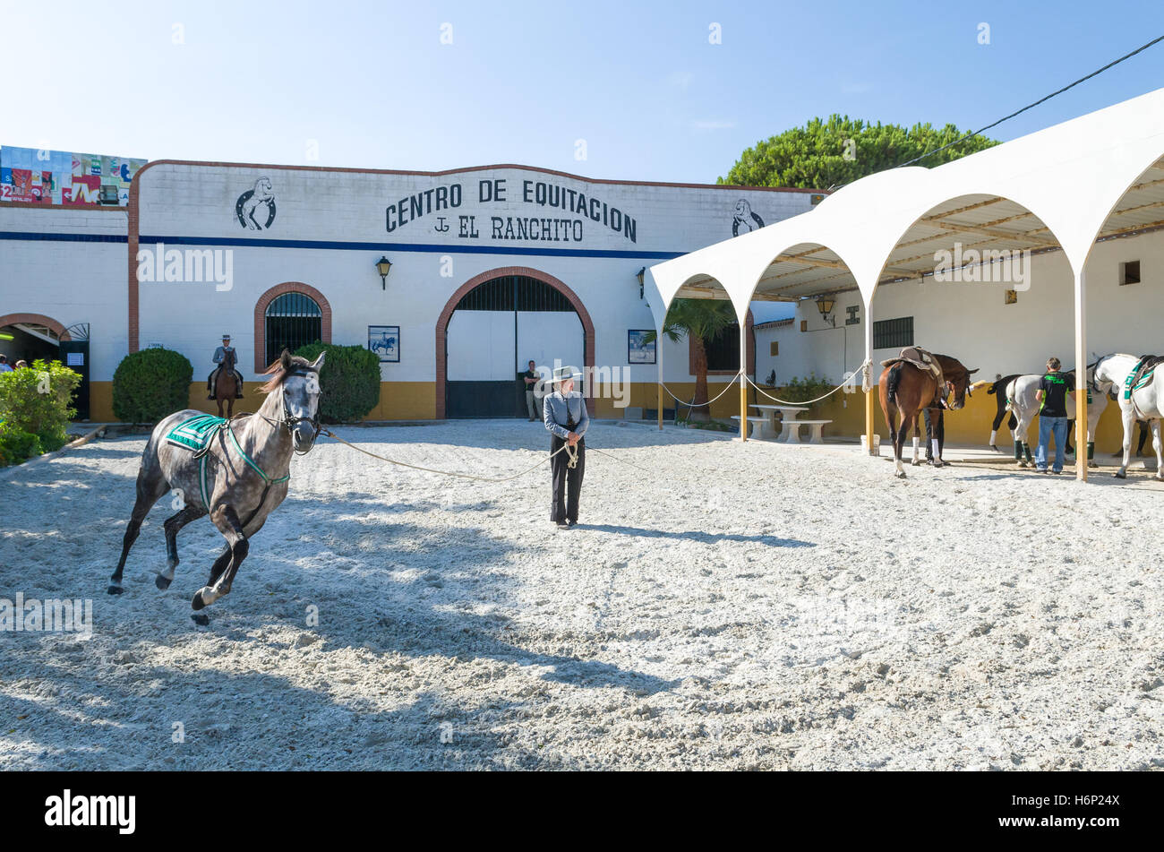 Bellezza del cavallo andaluso immagini e fotografie stock ad alta ...