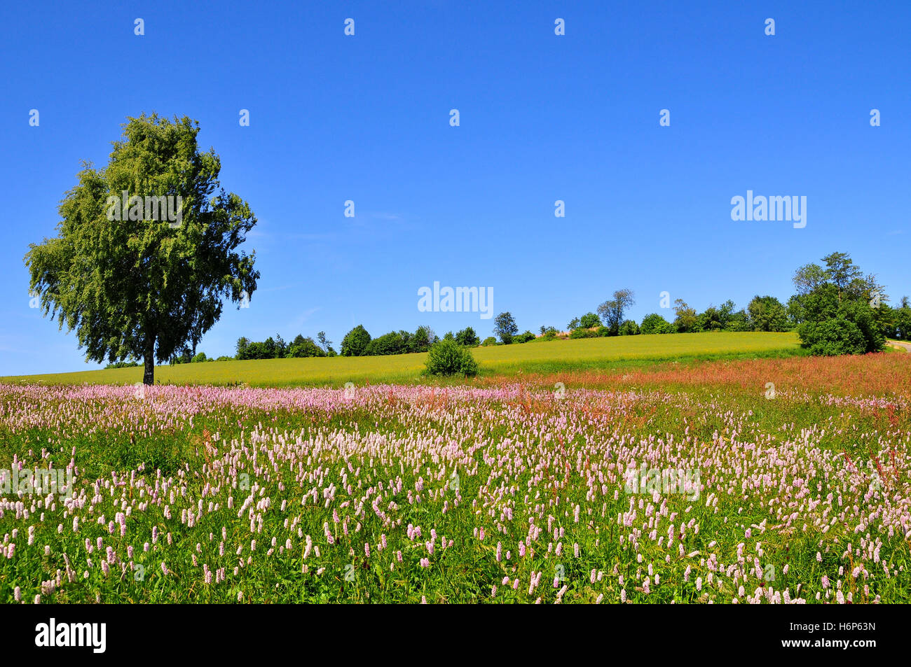 Paesaggi di prato immagini e fotografie stock ad alta risoluzione - Alamy