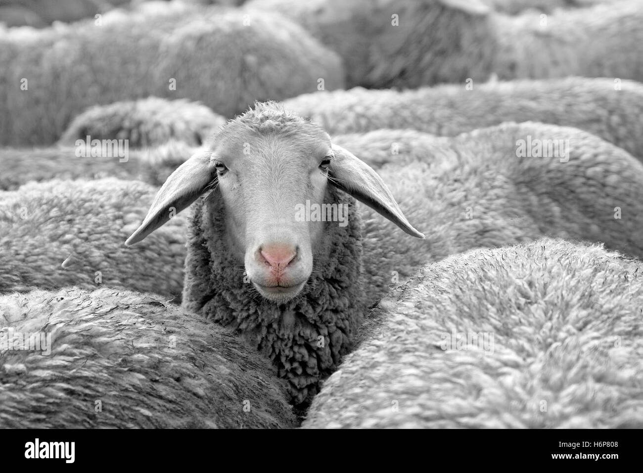 2 pecore immagini e fotografie stock ad alta risoluzione - Alamy