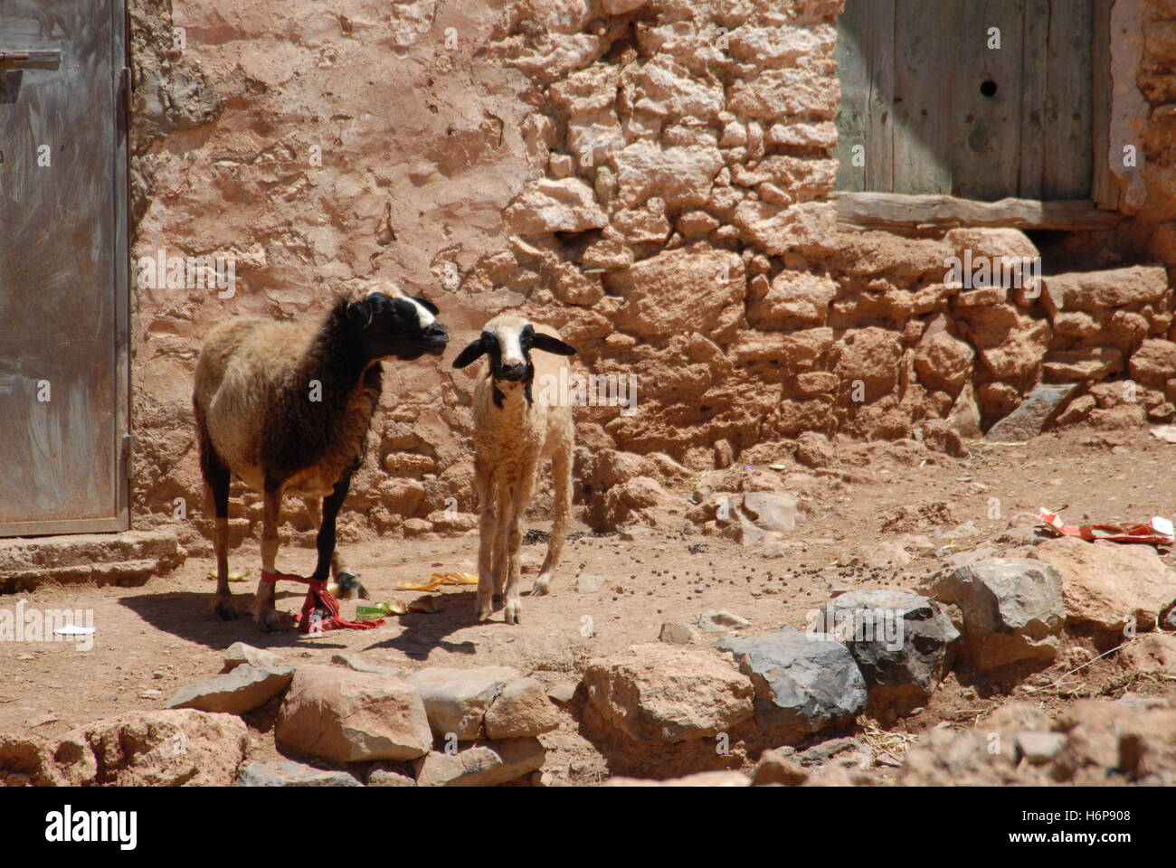 Stare capre immagini e fotografie stock ad alta risoluzione - Alamy