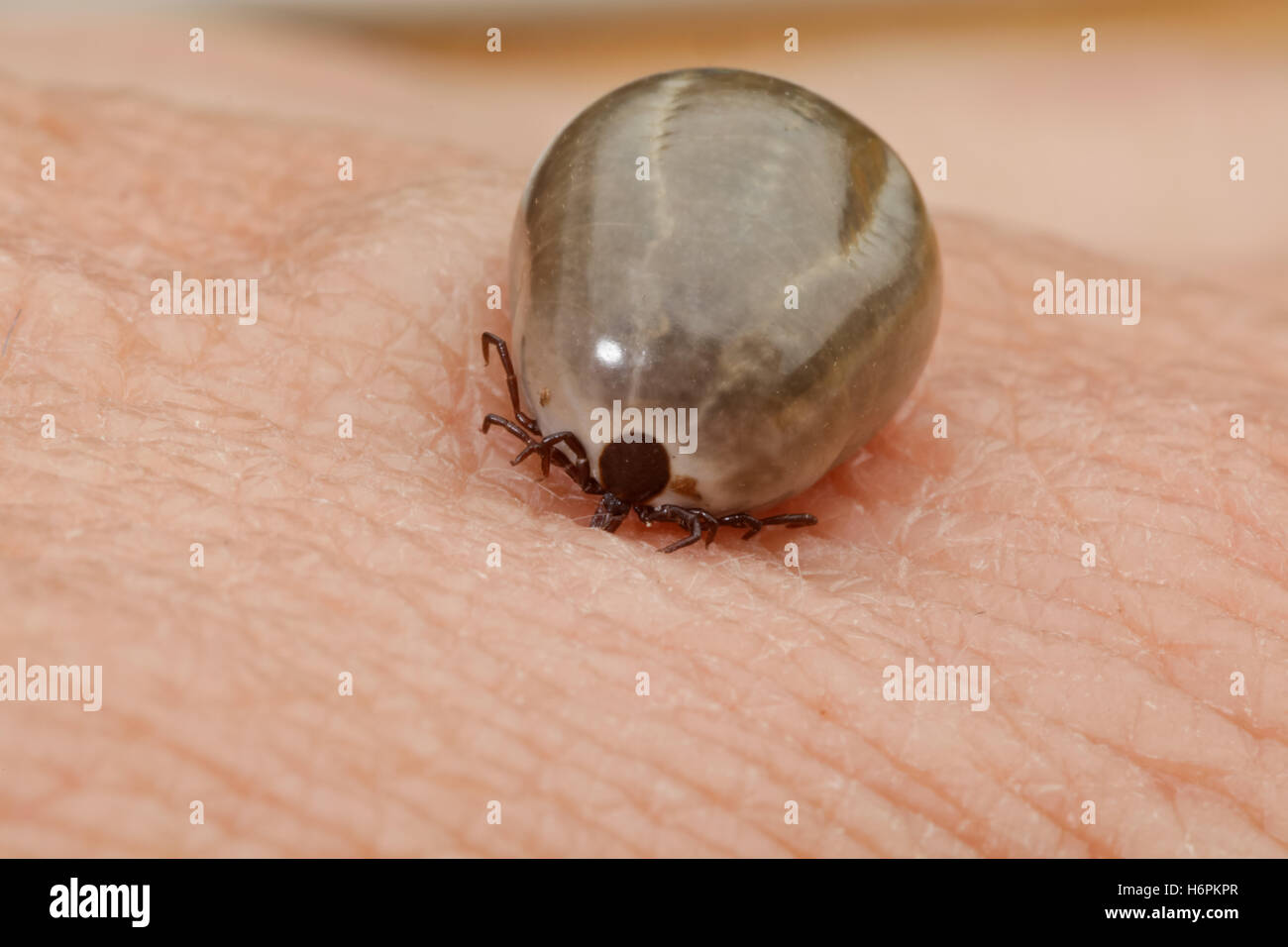 Morso di zecca immagini e fotografie stock ad alta risoluzione - Alamy