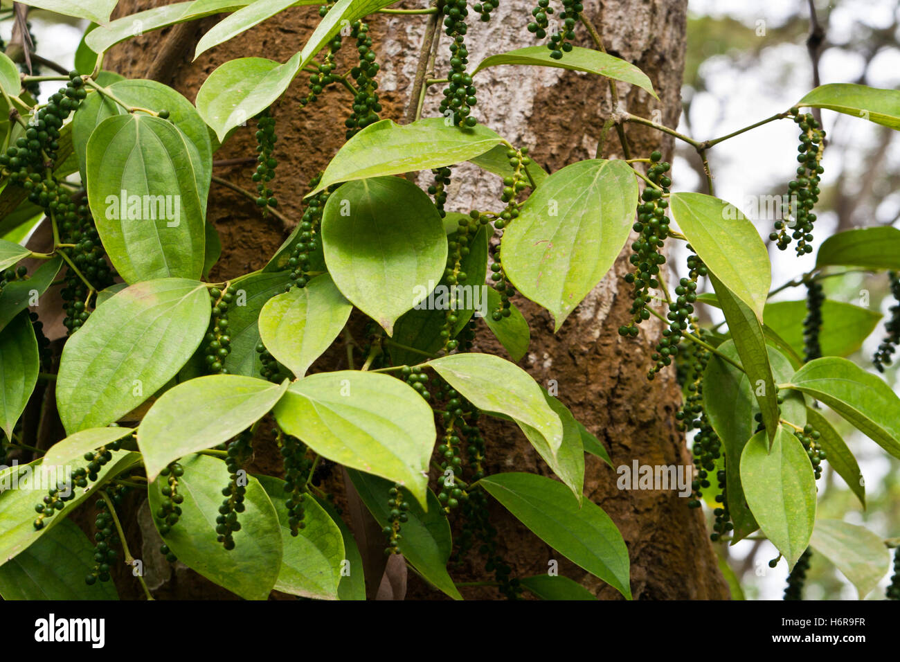 Pianta di pepe india immagini e fotografie stock ad alta risoluzione ...
