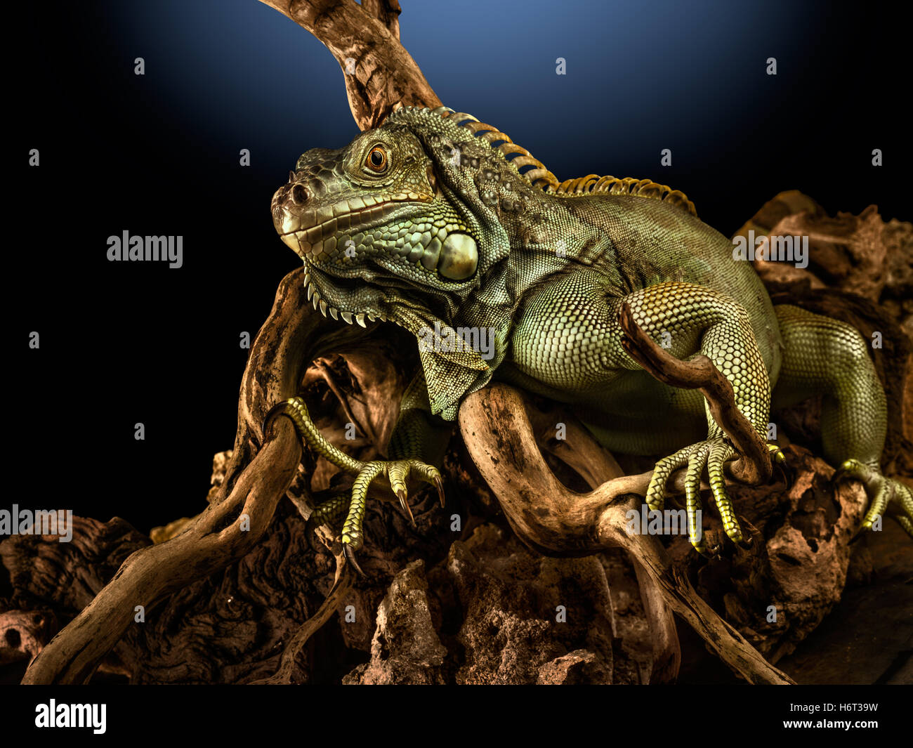 Rettili di animali selvatici immagini e fotografie stock ad alta ...