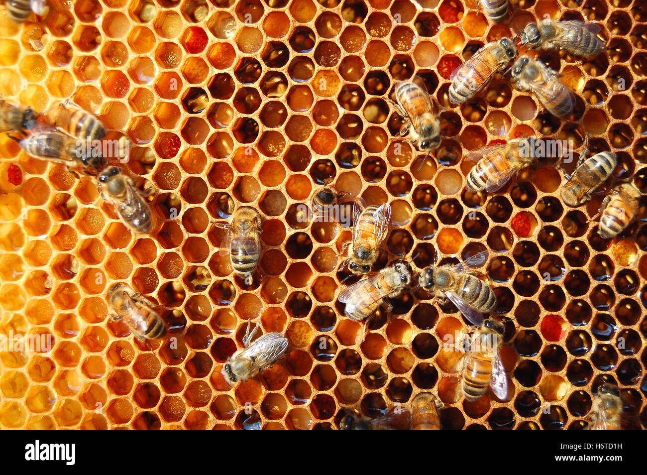 Mangia insetti e ragni immagini e fotografie stock ad alta risoluzione ...