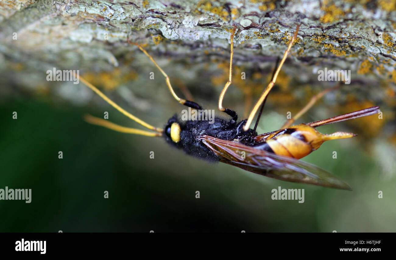 Insetti giganti immagini e fotografie stock ad alta risoluzione - Alamy