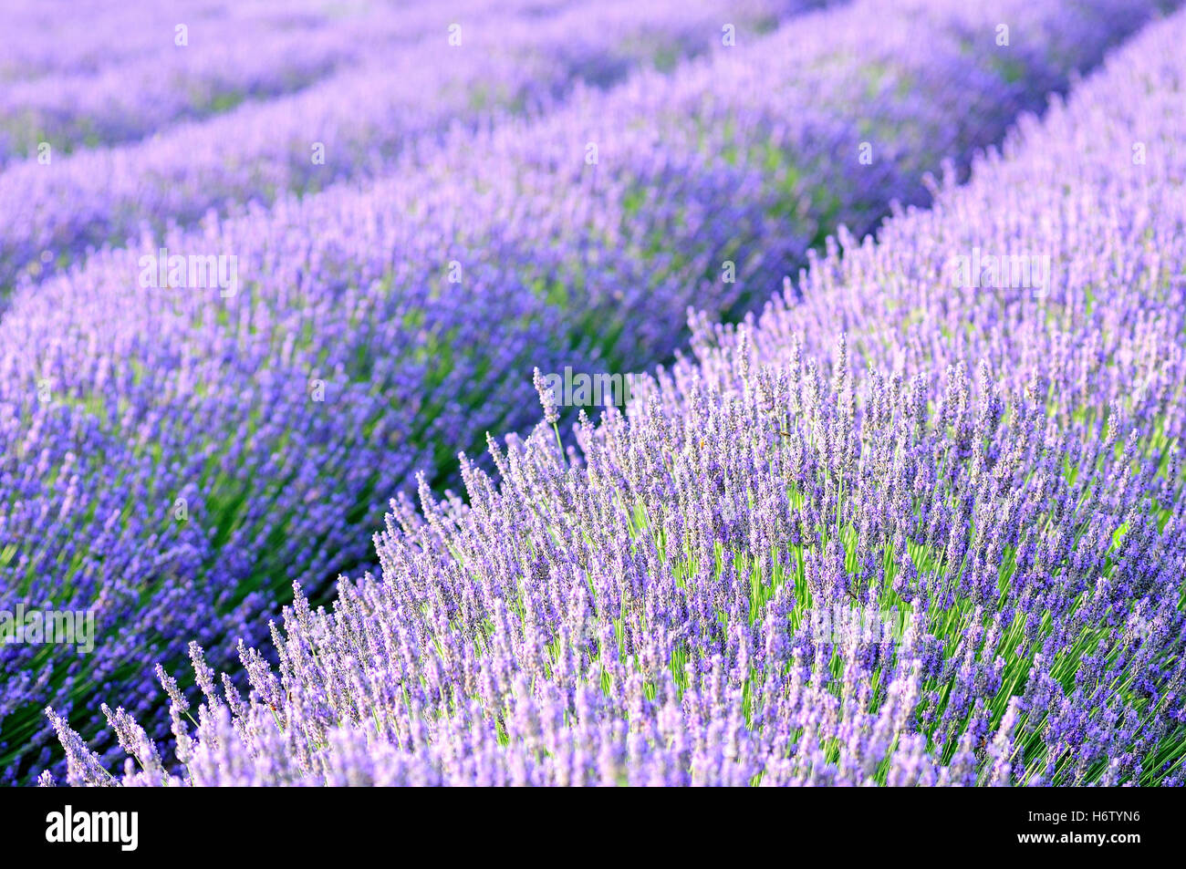 Steli colore delle piante immagini e fotografie stock ad alta ...
