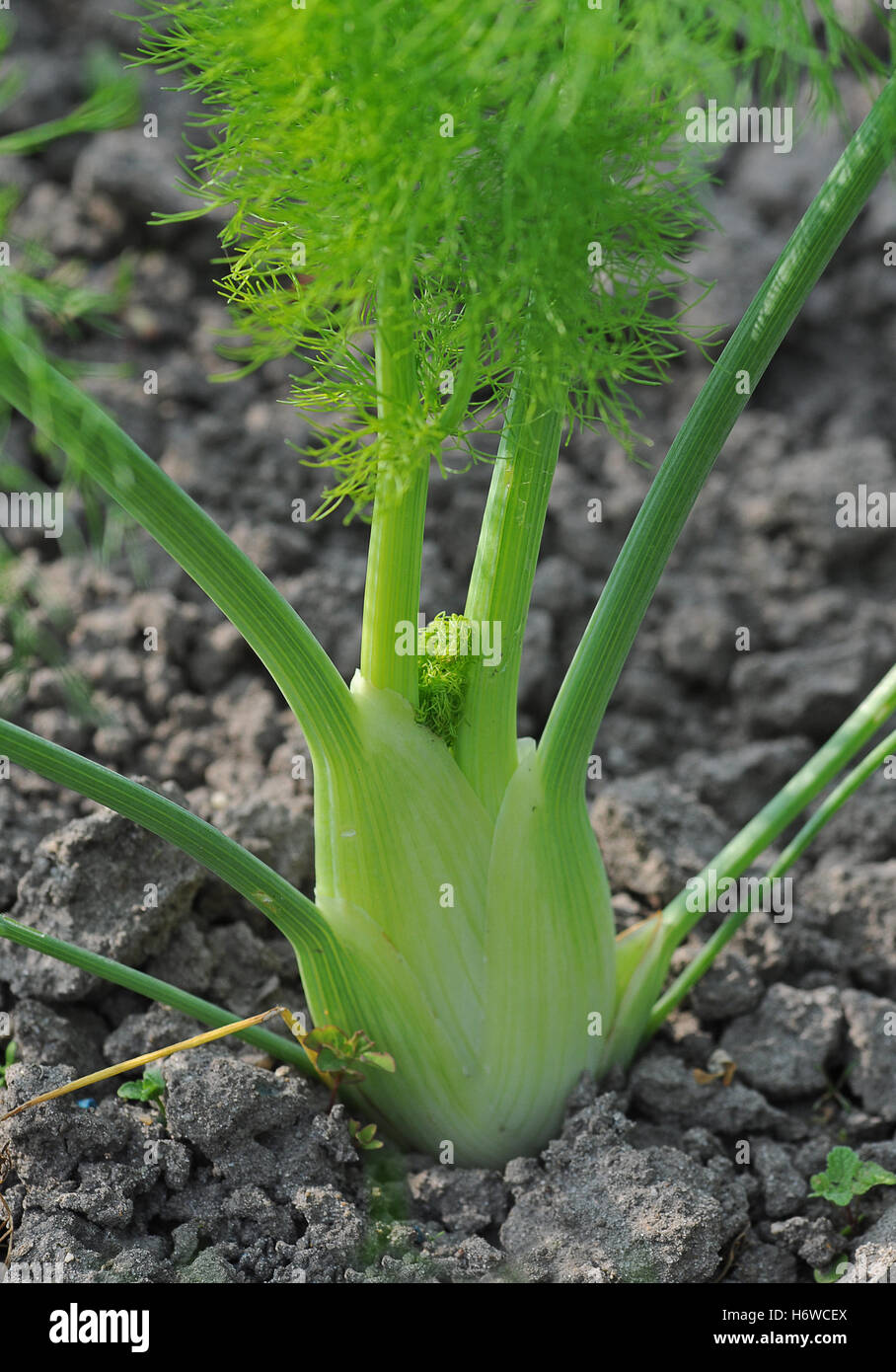 Pianta di finocchio immagini e fotografie stock ad alta risoluzione - Alamy