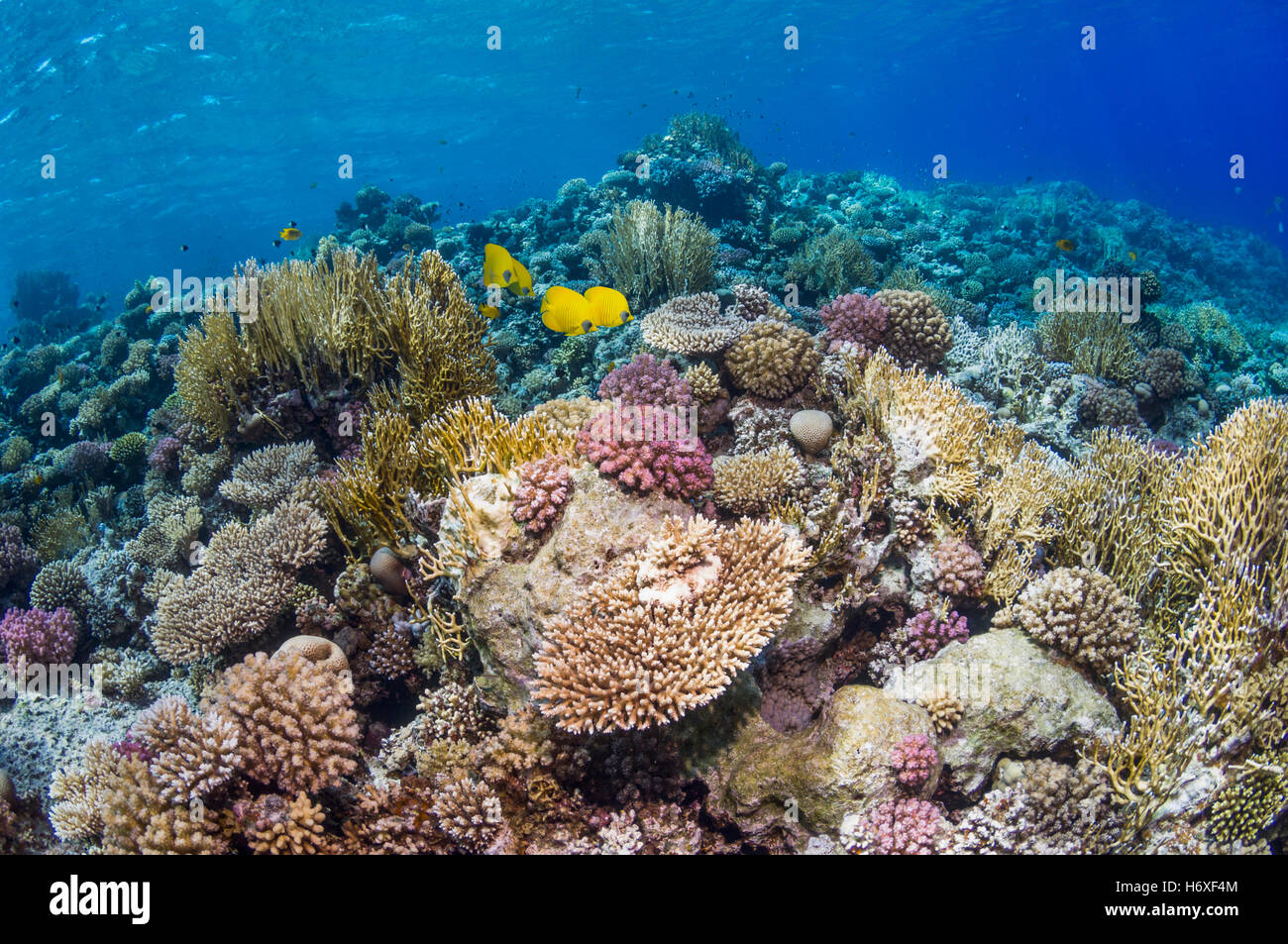 Coralli Marini Immagini e Fotos Stock - Alamy