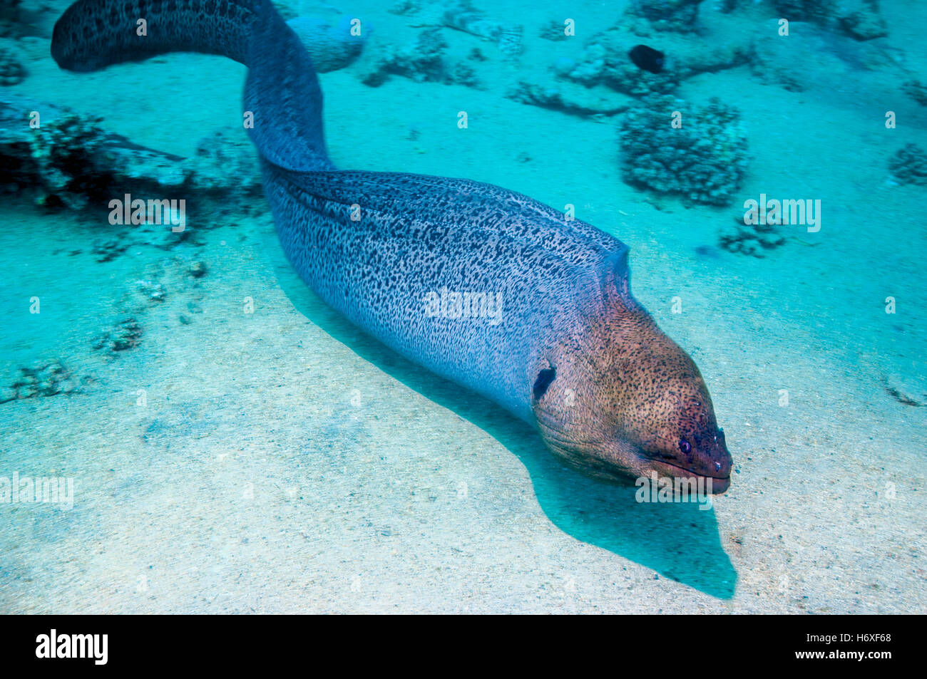 Murena Gigante [Gymnothorax javanicus] libero nuoto. Egitto, Mar Rosso ...