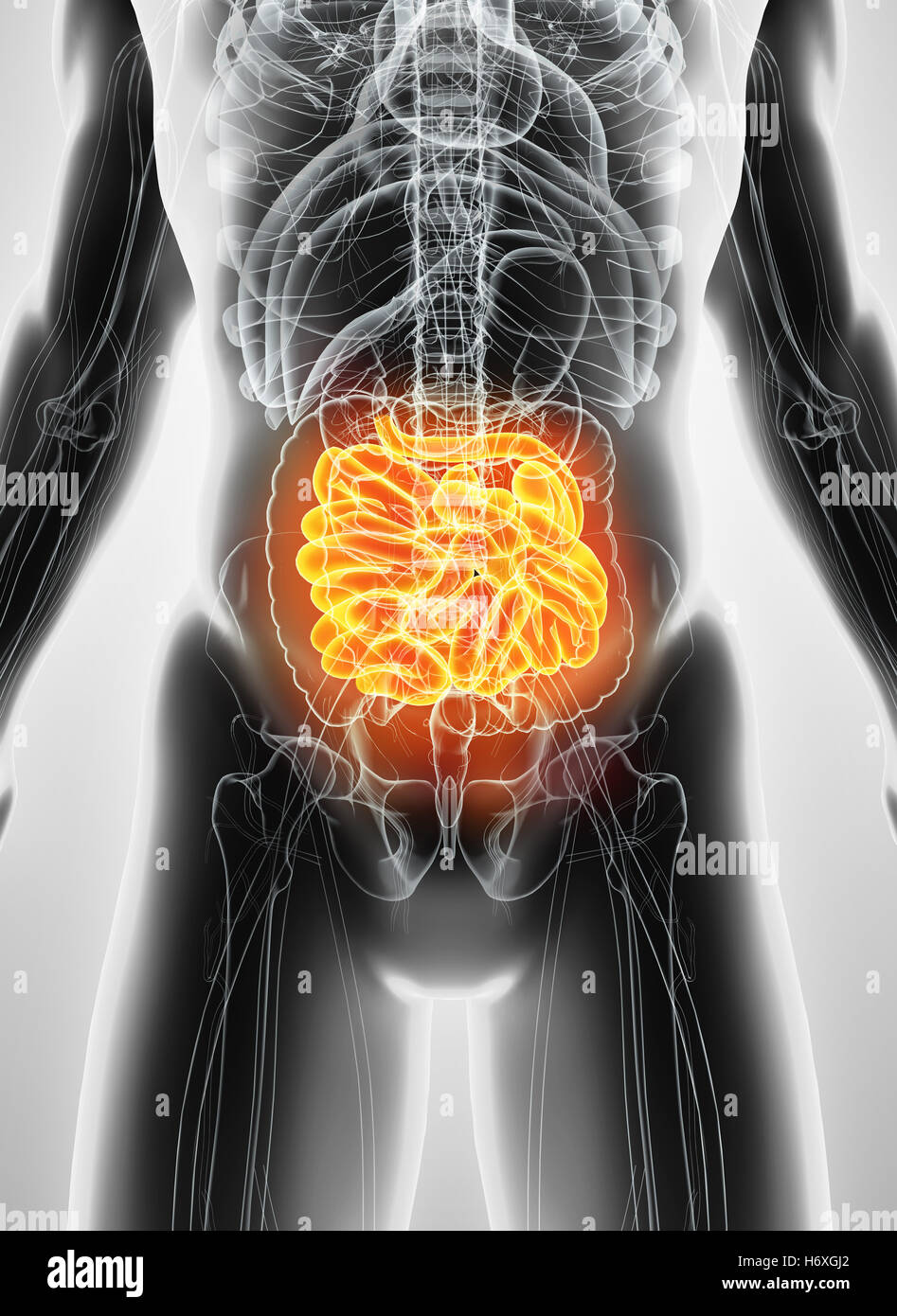 3D illustrazione del piccolo intestino, parte del sistema digestivo ...