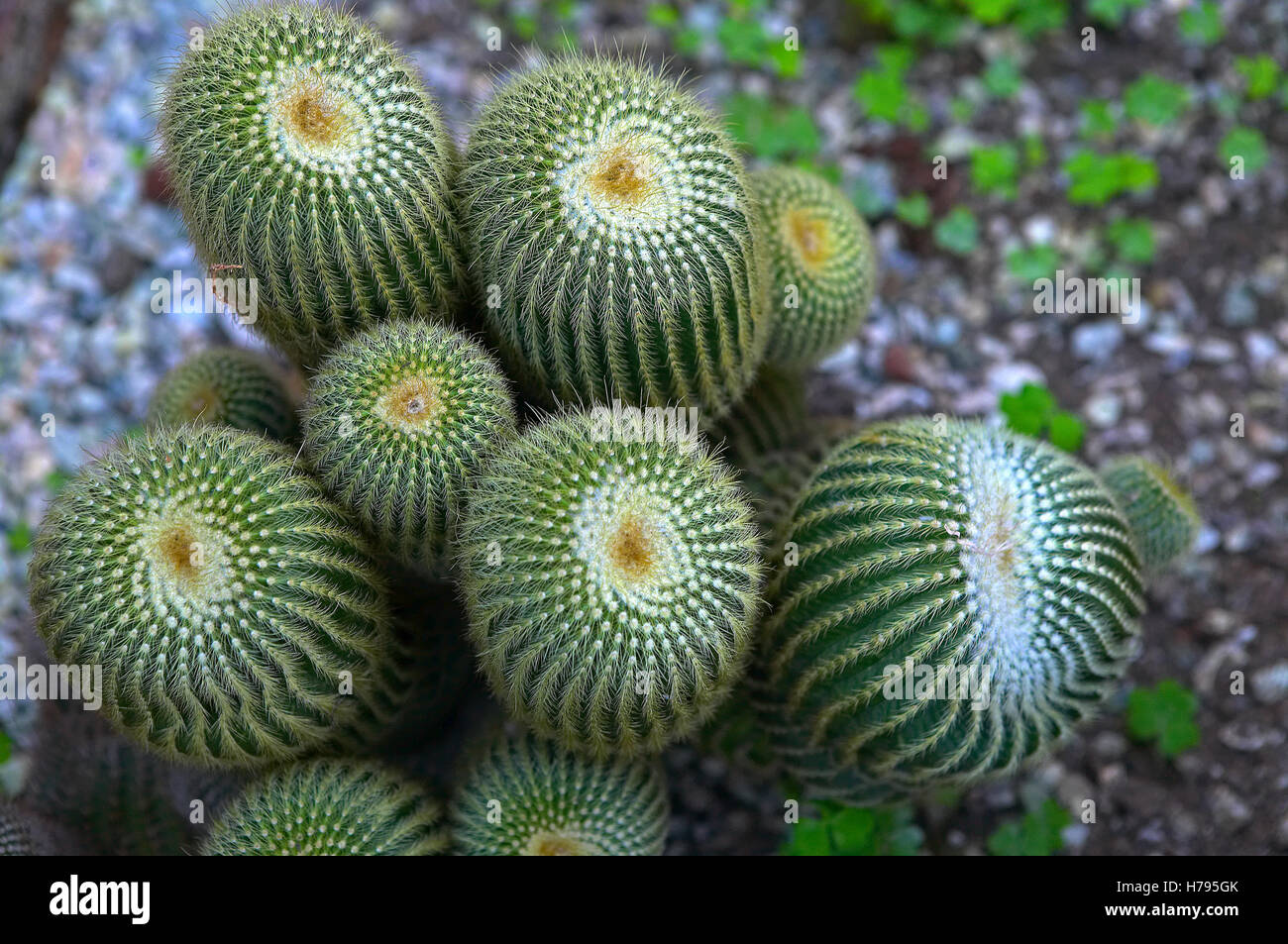 Pianta di cactus verde immagini e fotografie stock ad alta risoluzione ...
