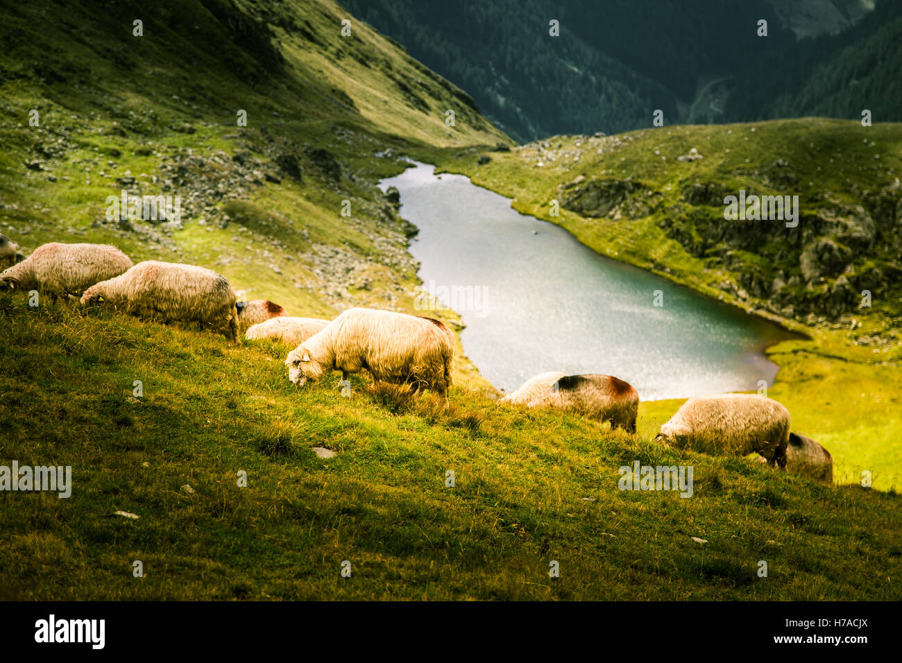 Animali dei carpazi immagini e fotografie stock ad alta risoluzione - Alamy