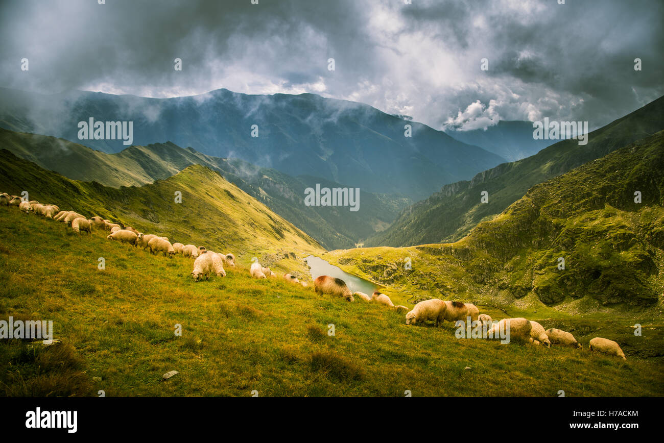 Animali dei carpazi immagini e fotografie stock ad alta risoluzione - Alamy