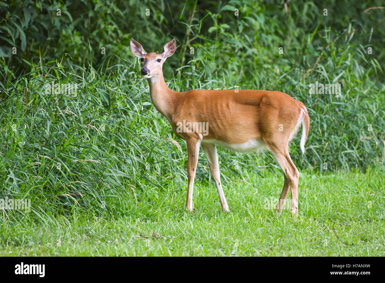 Daina whitetail immagini e fotografie stock ad alta risoluzione - Alamy