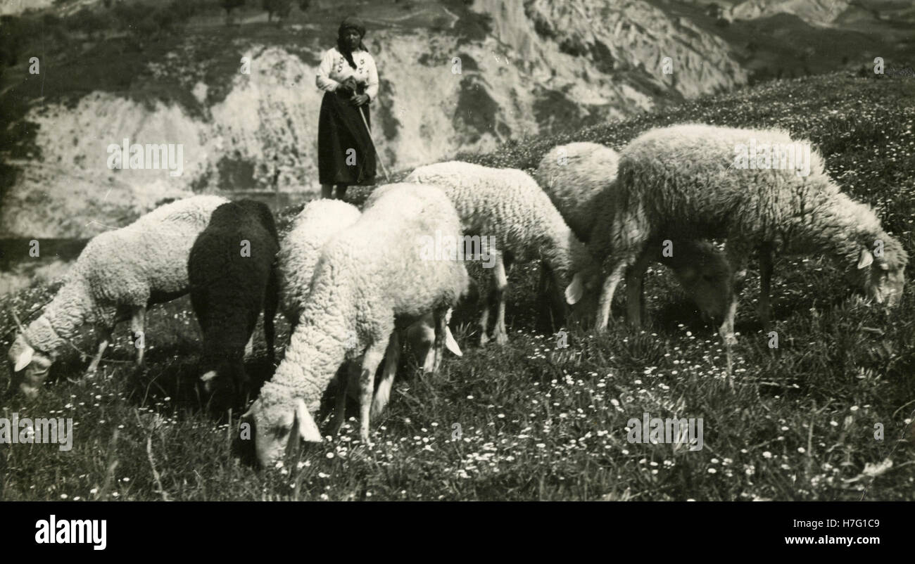 Pastore con il gregge di pecore immagini e fotografie stock ad alta ...