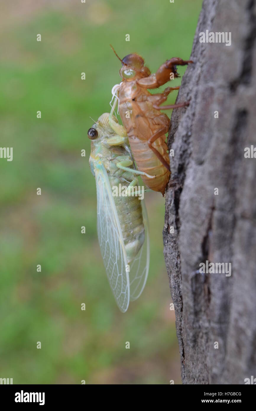 Muta di insetto cicala su albero in natura.Cicala metamorfosi che ...