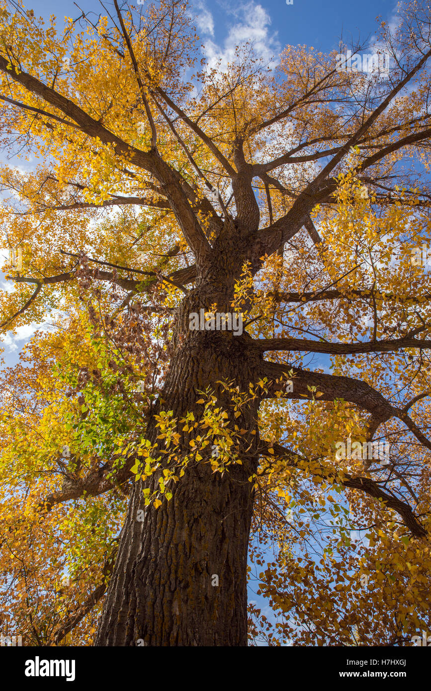 Tronco di pioppo immagini e fotografie stock ad alta risoluzione - Alamy