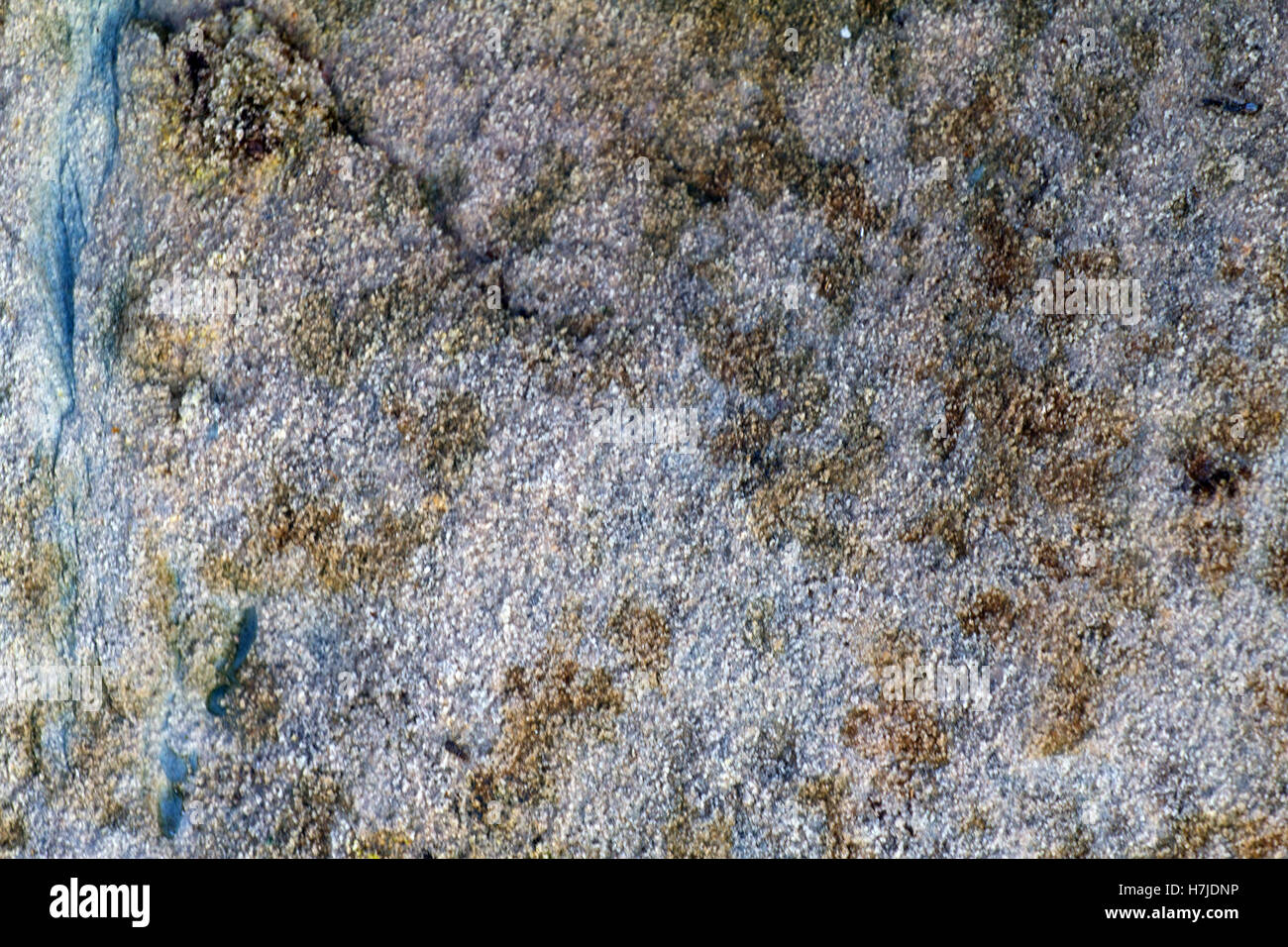 Fossili di invertebrati immagini e fotografie stock ad alta risoluzione ...