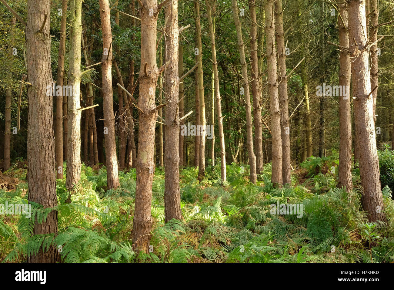 Alberi della foresta immagini e fotografie stock ad alta risoluzione ...
