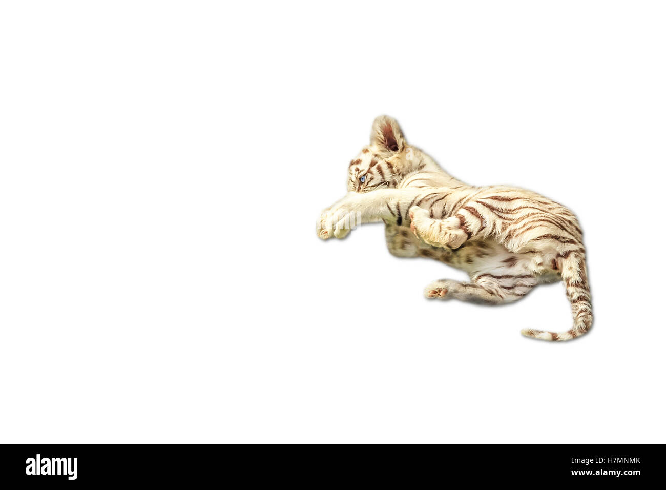 Tiger panthera Immagini senza sfondo e Foto Stock ritagliate - Alamy