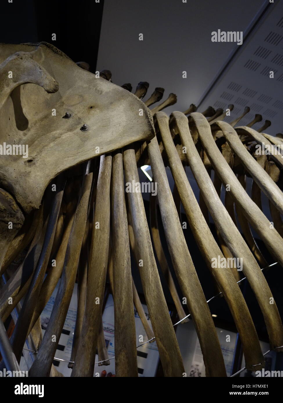 Mastodonte preistorico immagini e fotografie stock ad alta risoluzione ...