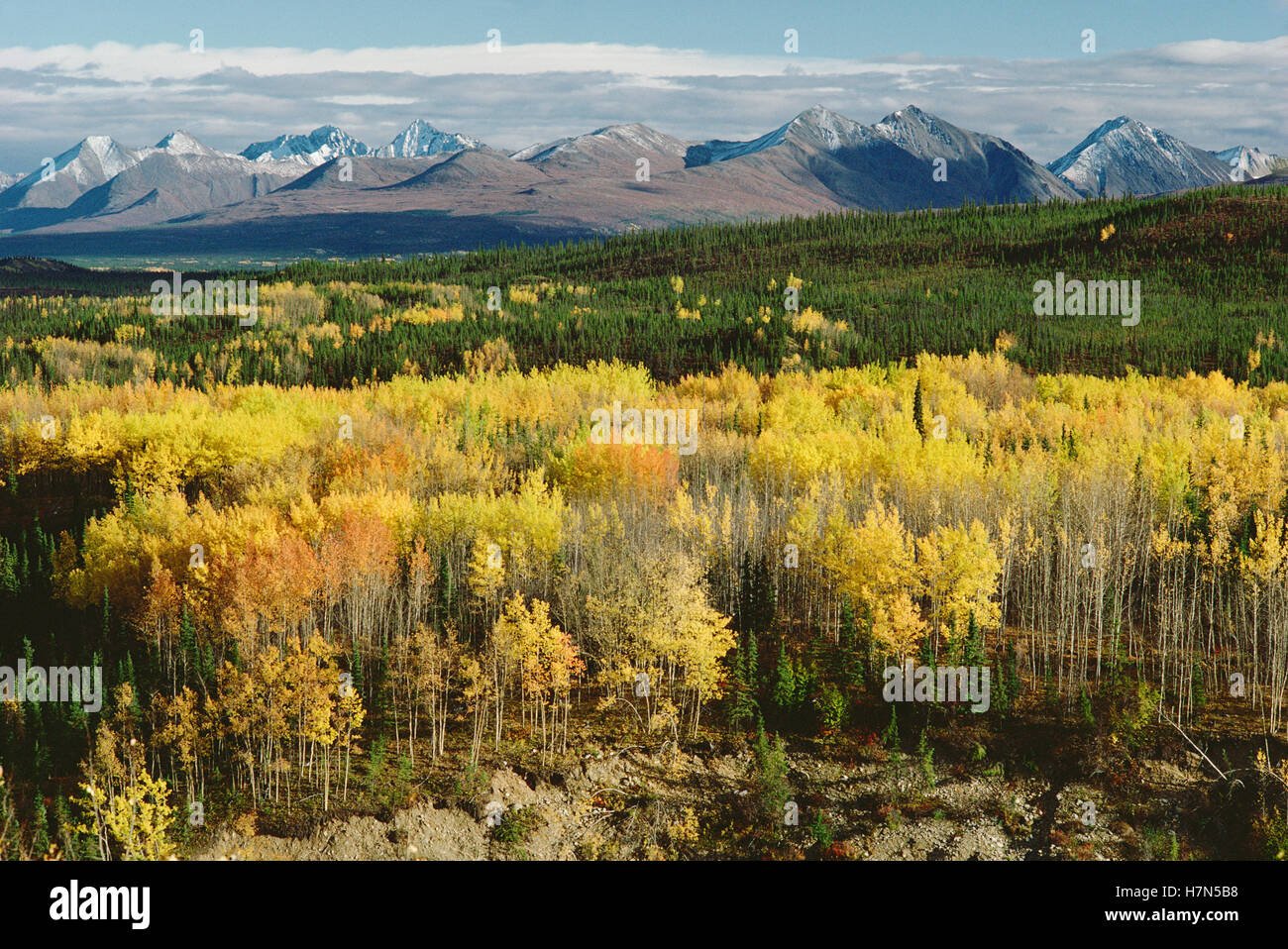 Caduta del paesaggio, Parco Nazionale e Riserva di Denali, Alaska Foto ...