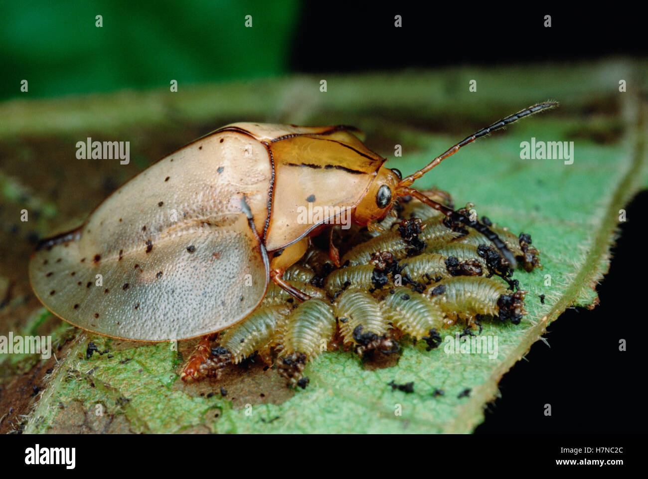Scarabeo tartaruga (Acromis sparsa) madre utilizzando corpo come uno ...