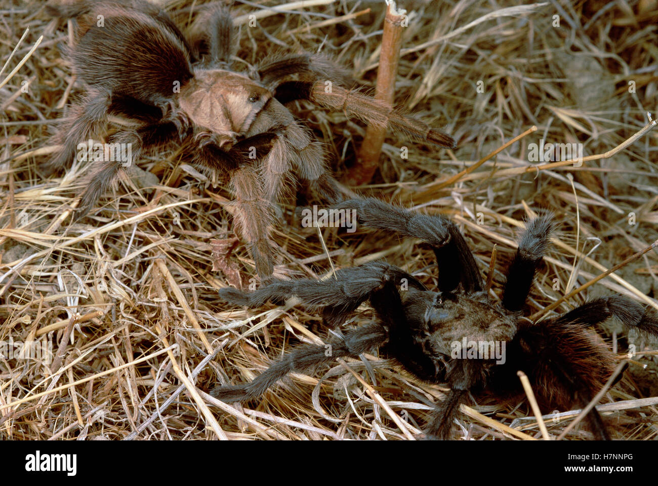 Tarantula Aphonopelma (sp) femmina emerge da nido a faccia maschio che ...