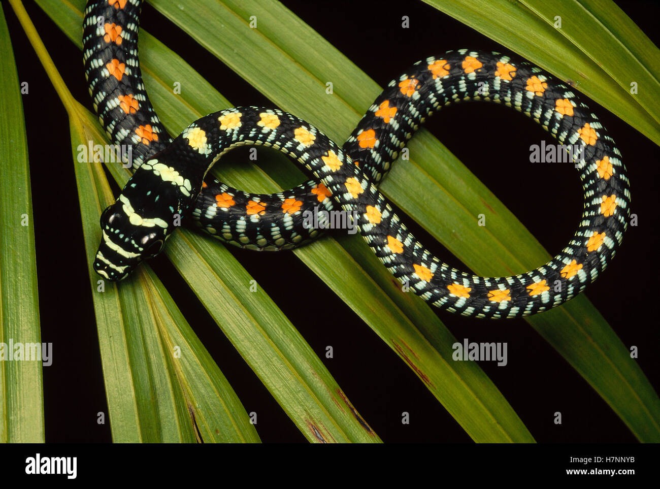 Colubrid Snake Boiga (sp) un flying snake, nuove specie, Tam Dao ...