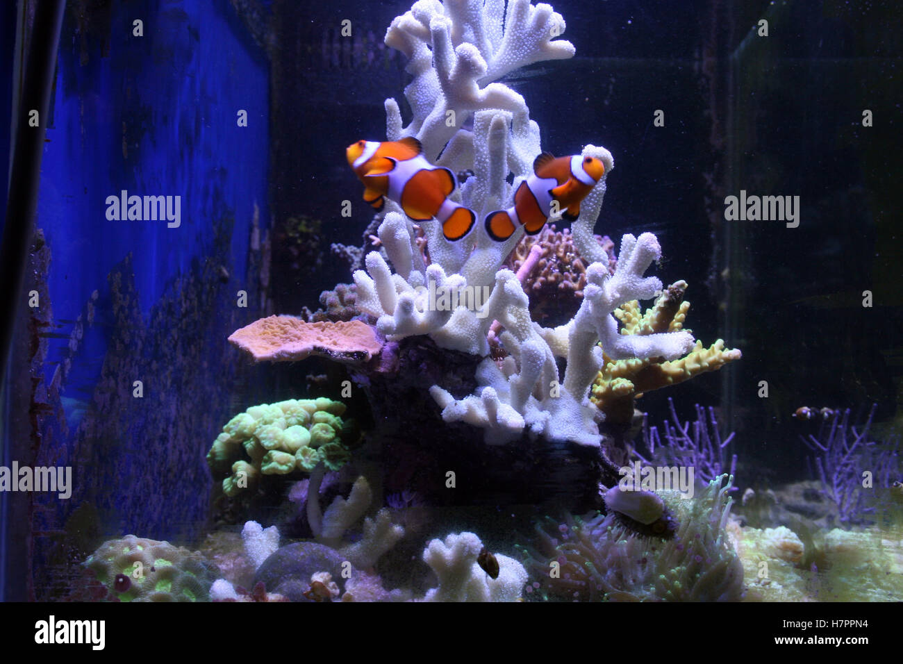 Pesci nemo immagini e fotografie stock ad alta risoluzione - Alamy