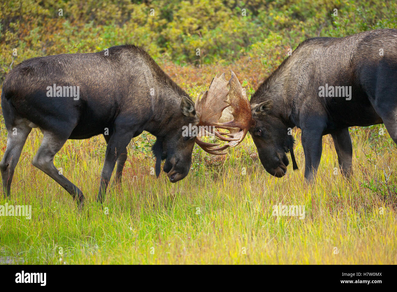 Alaska alci (Alces alces gigas) i tori di combattimento nella tundra ...