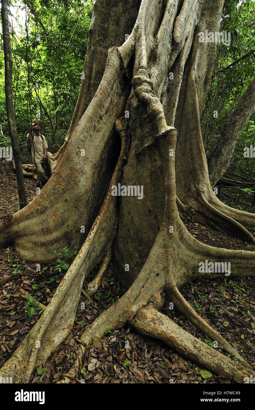 Giant Strangler Fig (Ficus aurea) Radici quadrate, Ankarana riserva ...