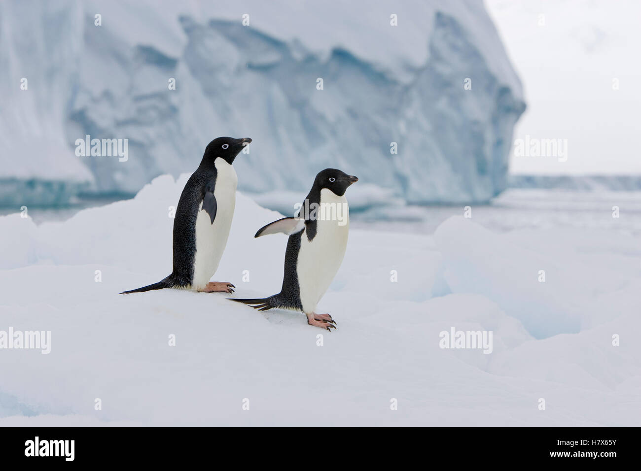 Adelie Penguin (Pygoscelis adeliae) coppia su iceberg, Shingle Cove ...