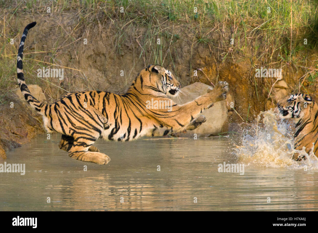 Tigre del Bengala (Panthera tigris tigris) due anni giocando cubs ...