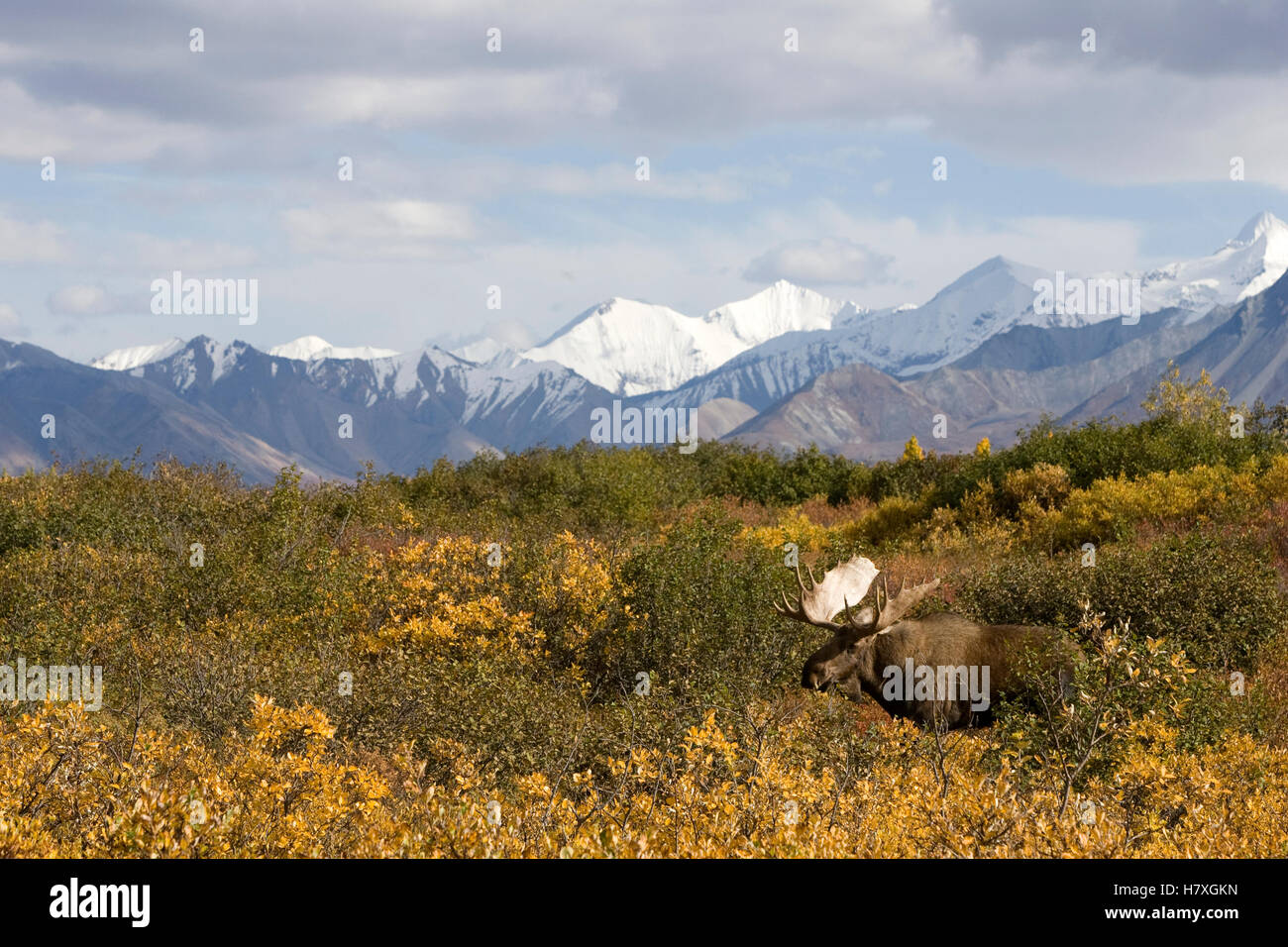 Alaska alci (Alces alces gigas) toro con la gamma della montagna dietro ...