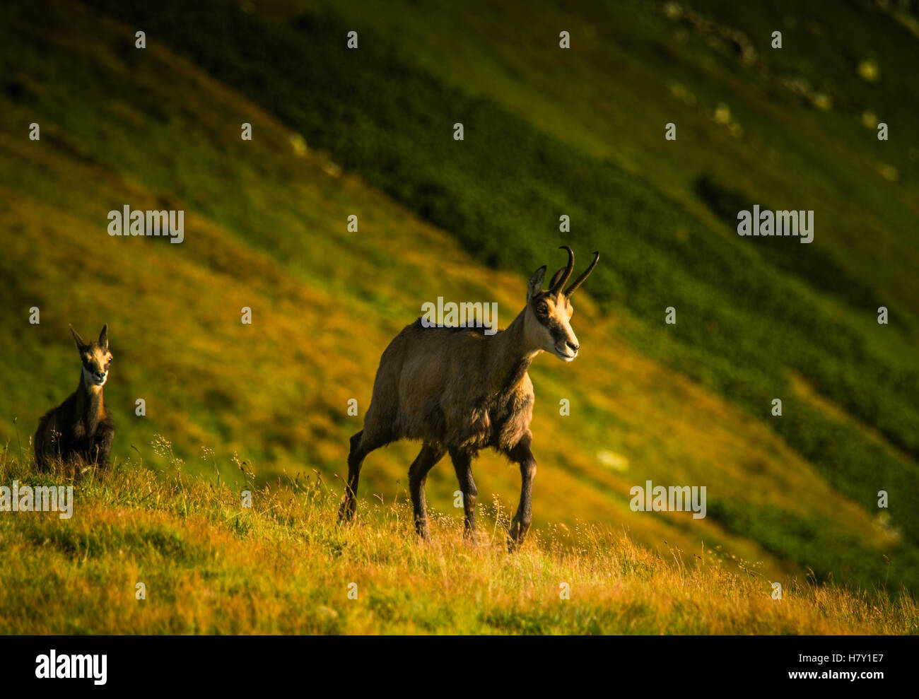 Capra camosci immagini e fotografie stock ad alta risoluzione - Alamy