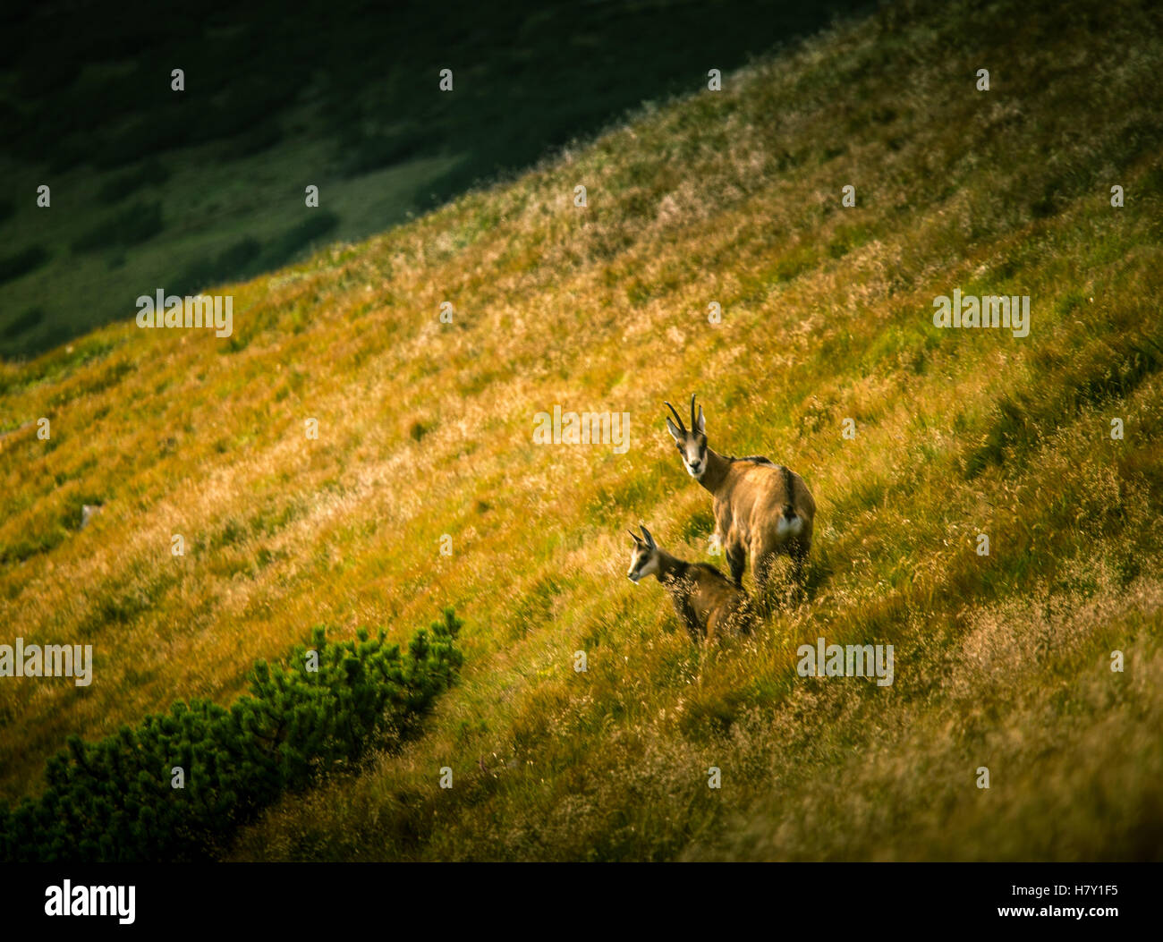 Capra camosci immagini e fotografie stock ad alta risoluzione - Alamy