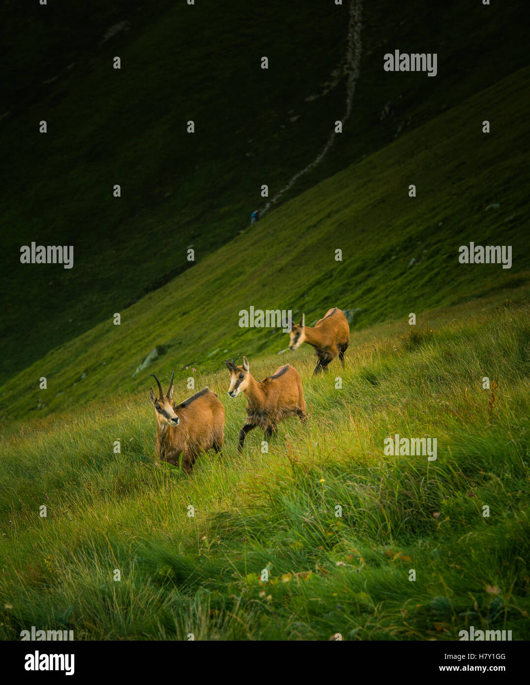 Capra camosci immagini e fotografie stock ad alta risoluzione - Alamy