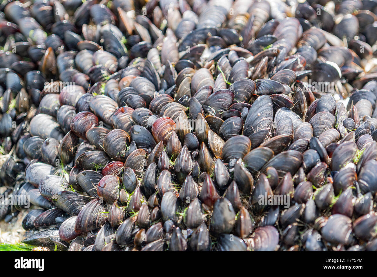 Bivalve seashell immagini e fotografie stock ad alta risoluzione - Alamy