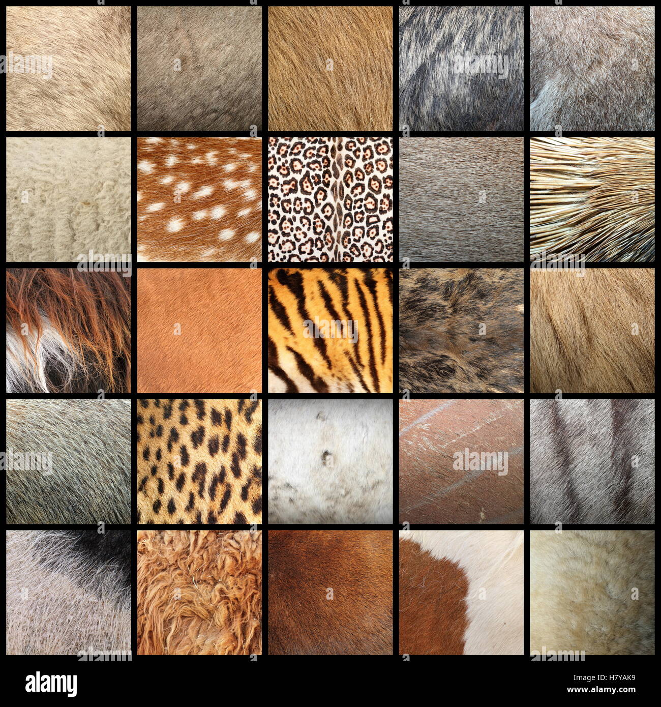 Collage di texture animali immagini e fotografie stock ad alta ...