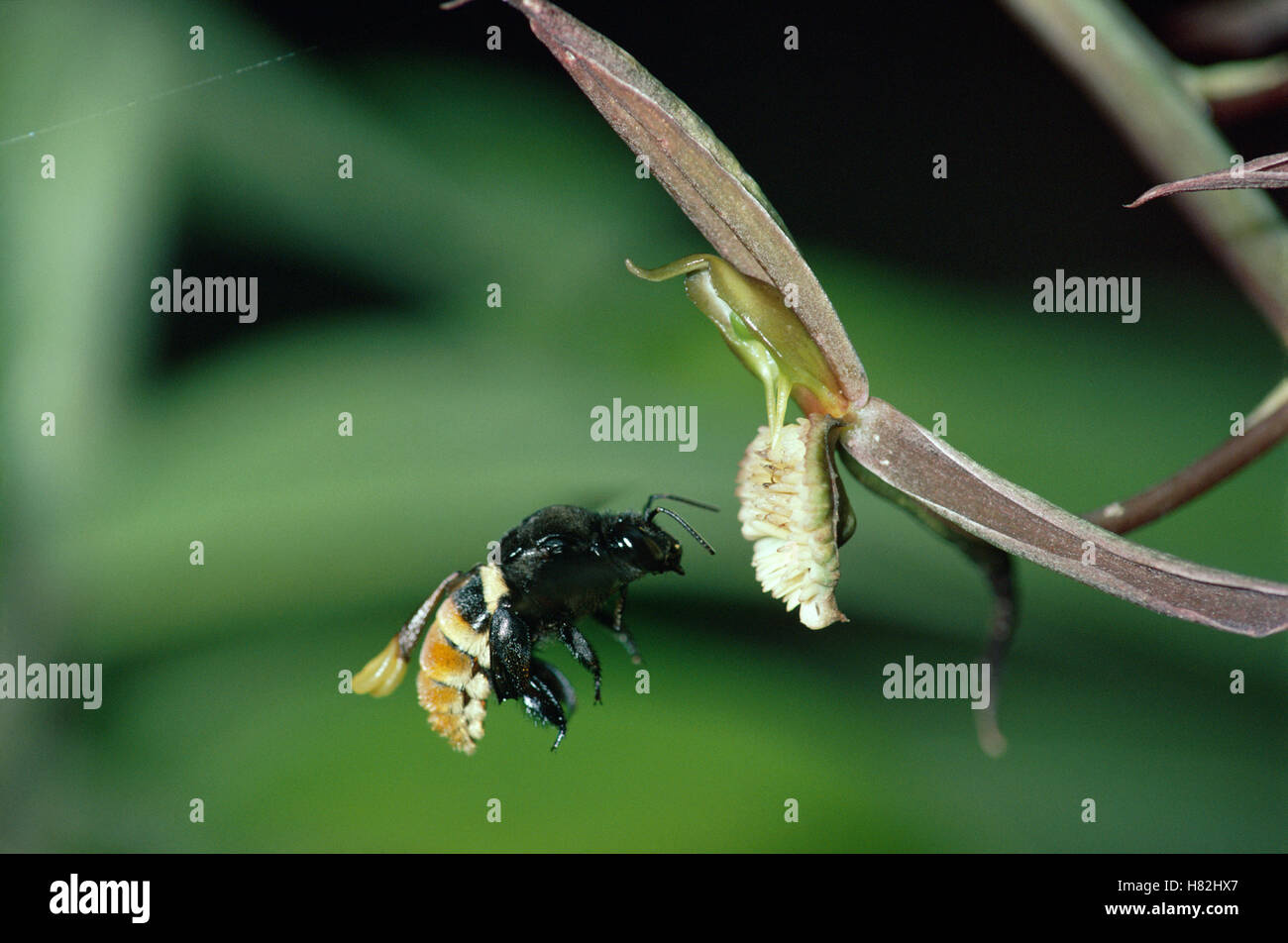 Bee Eulaema (sp) visitando orchid, nota il polline attaccato al retro ...
