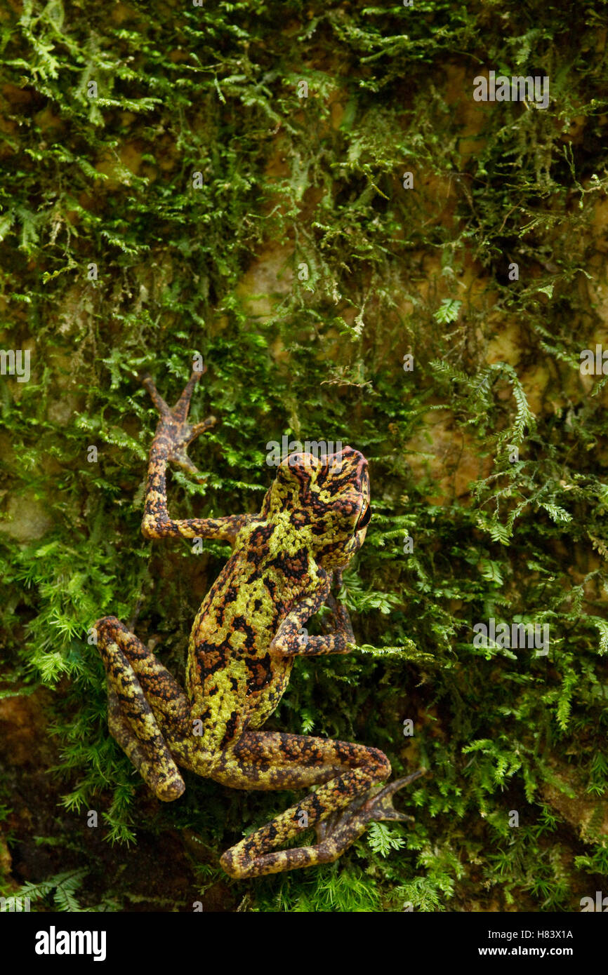 Rainbow Bornean Toad (Ansonia latidisca) maschio mimetizzata su tronco ...