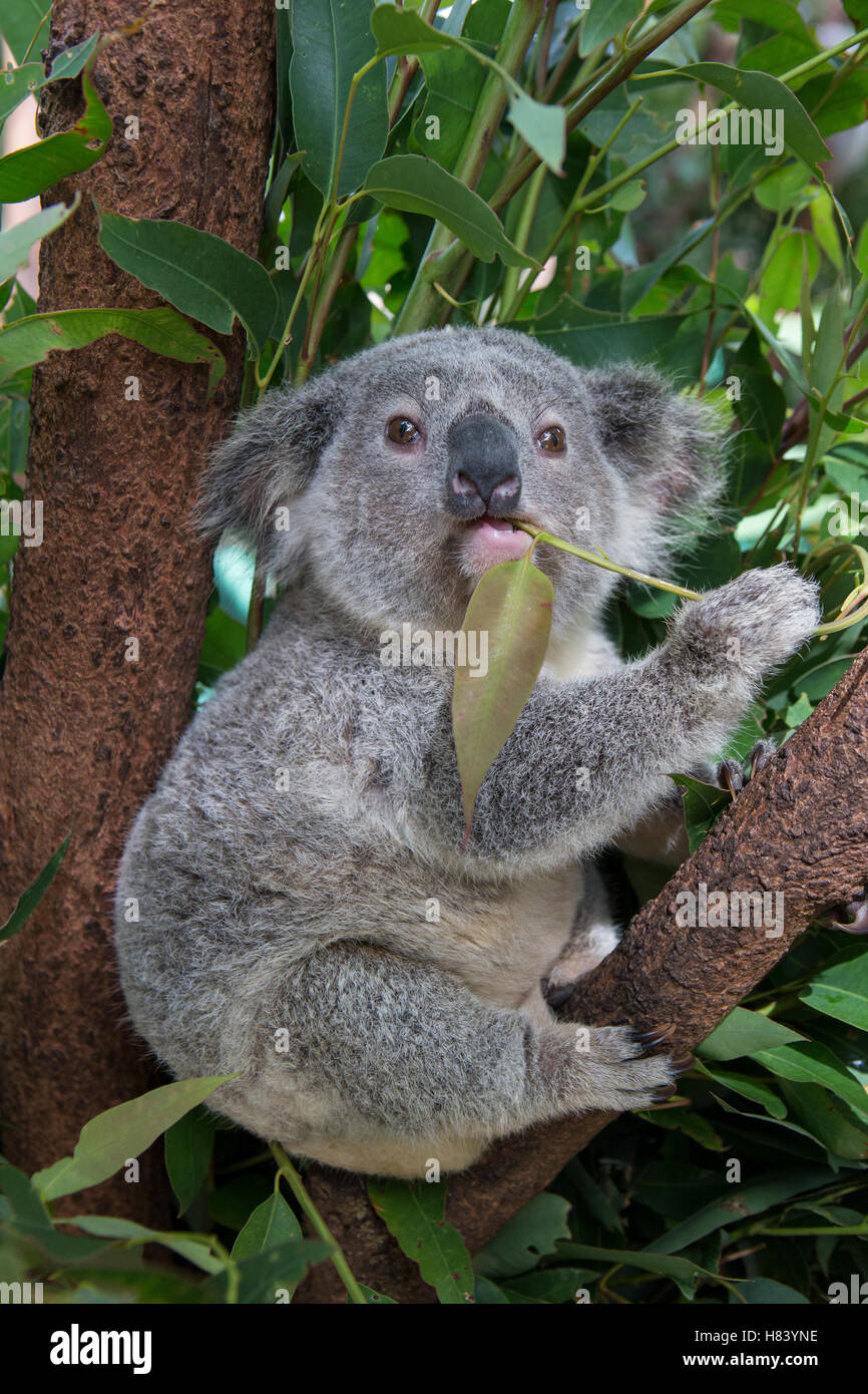 Koala (Phascolarctos cinereus) undici-mese-vecchio joey mangiare Foglie ...